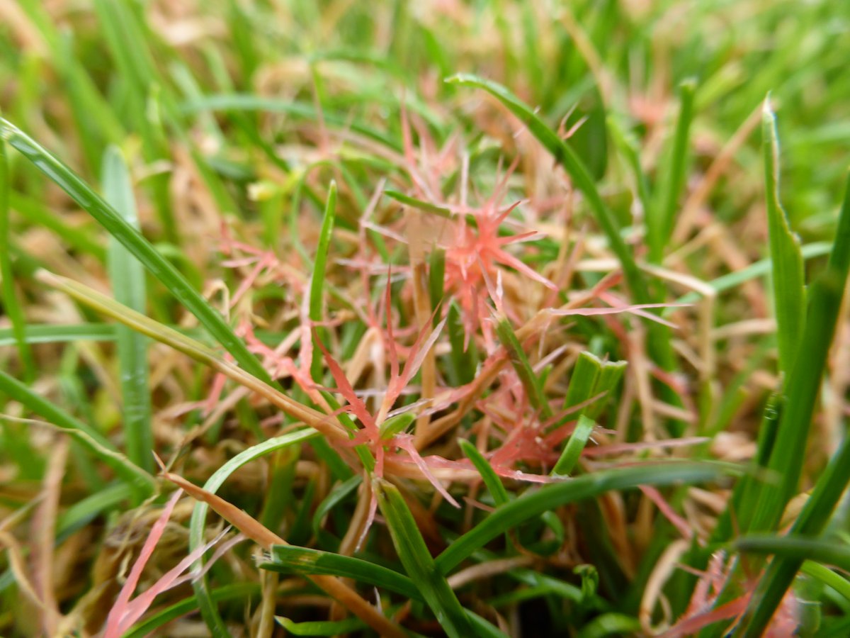 Fil rouge | SWISS GREEN