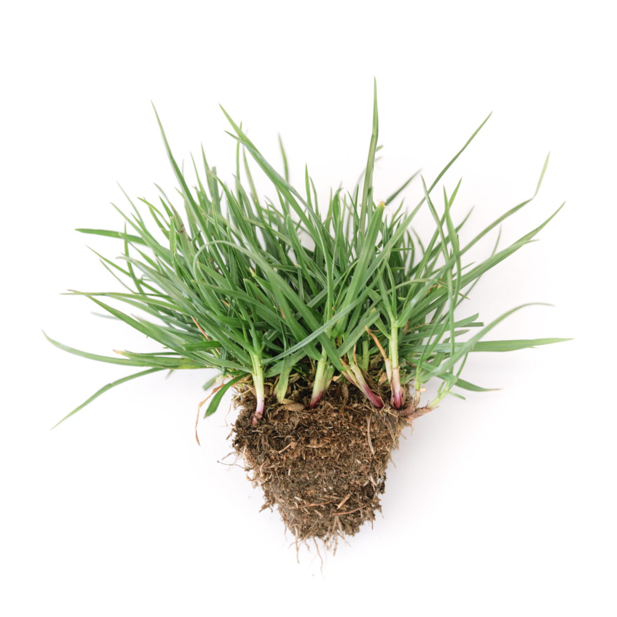 Englisches Raigras (Lolium perenne) | SWISS GREEN